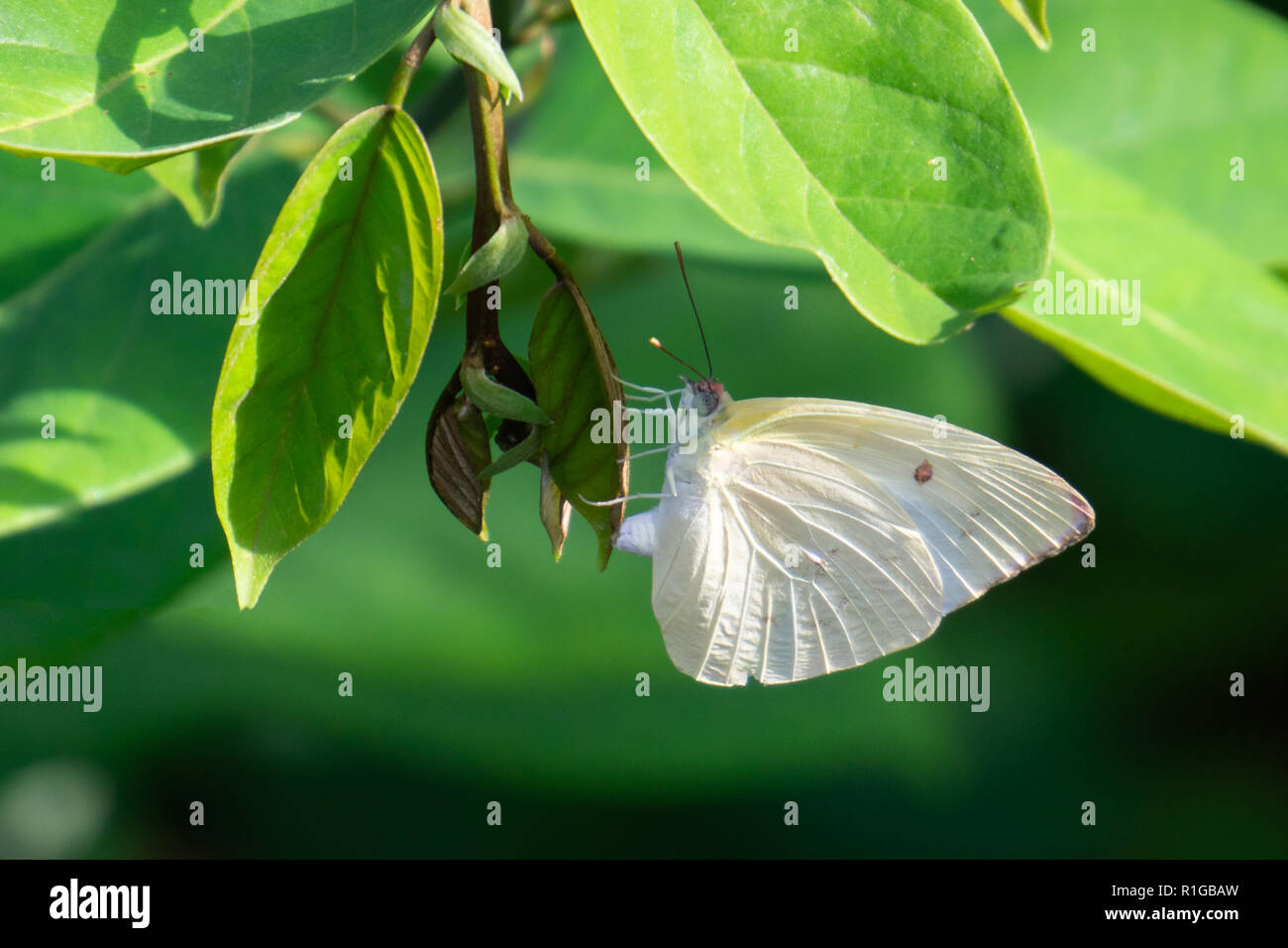 Aphrissa statira hi-res stock photography and images - Alamy