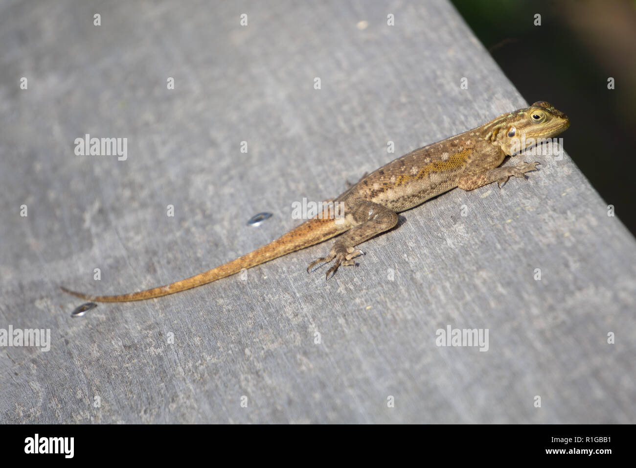 Agama lizard female hi-res stock photography and images - Alamy
