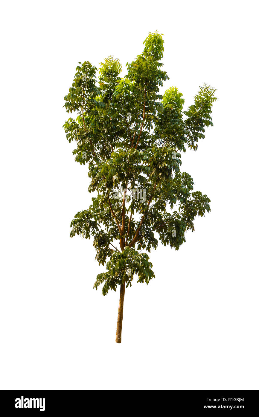 A big tree isolated on white background Stock Photo - Alamy