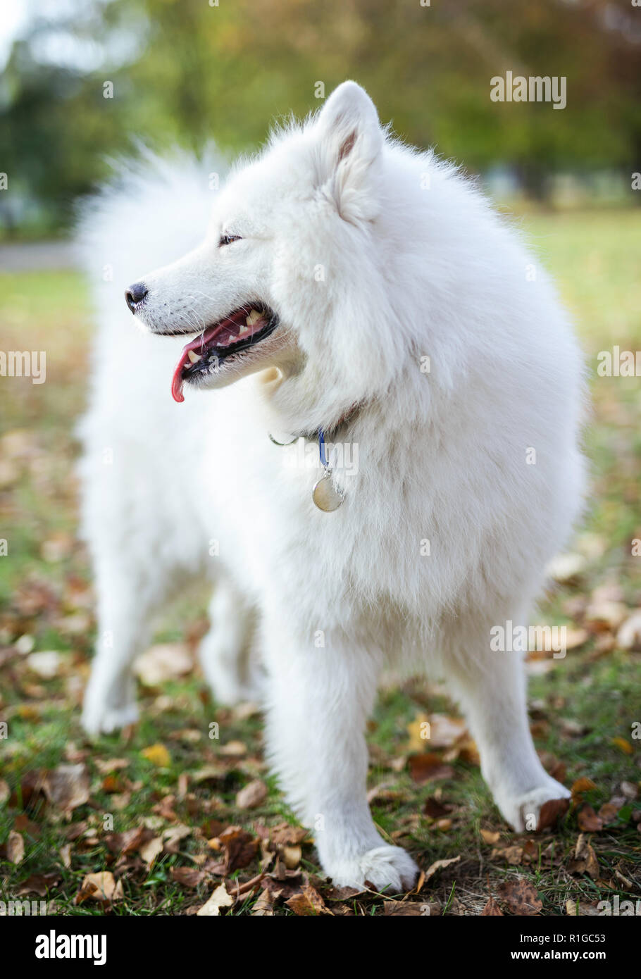 Female samoyed hi-res stock photography and images - Alamy