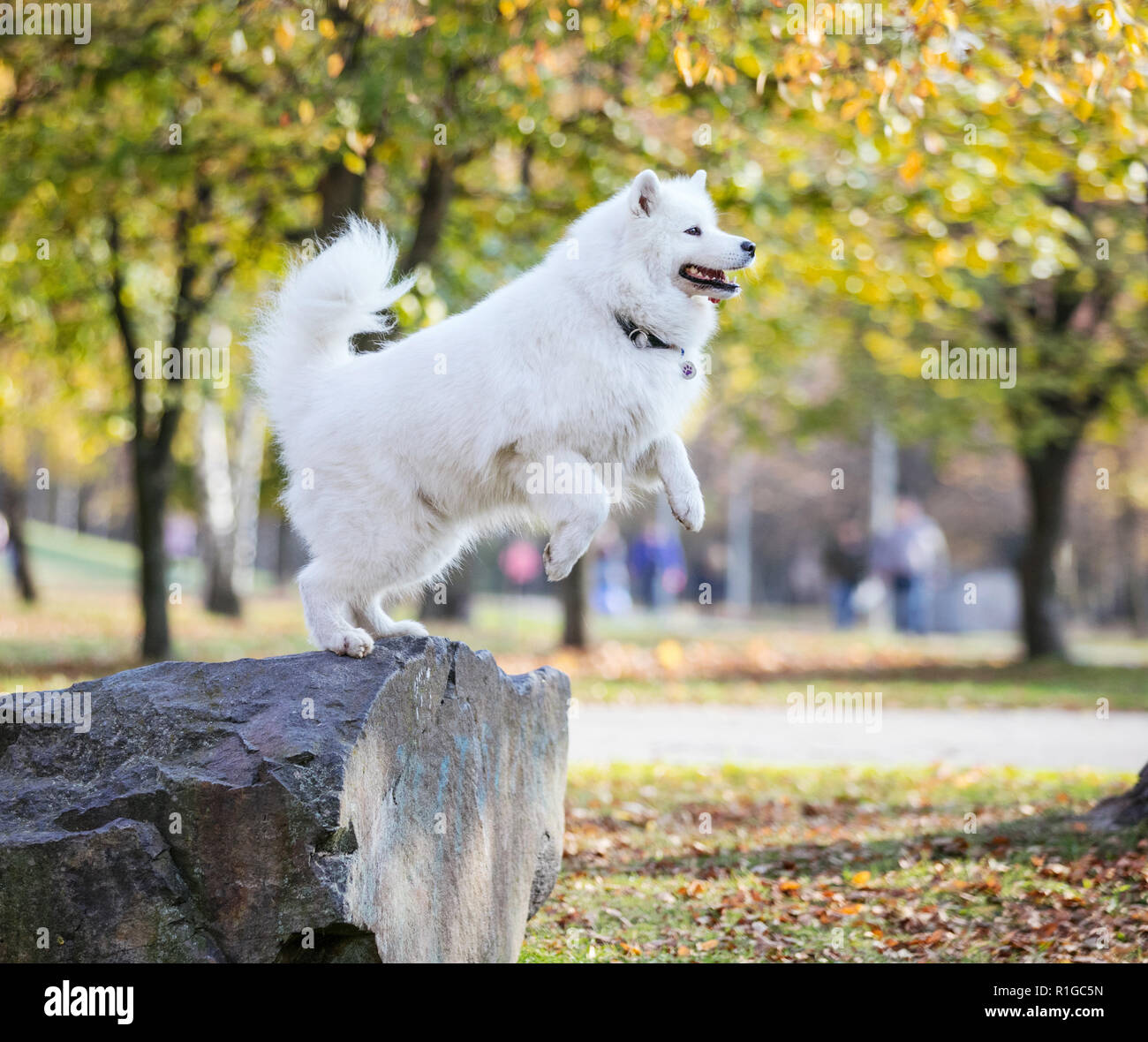 Samoyed jumping hi-res stock photography and images - Alamy