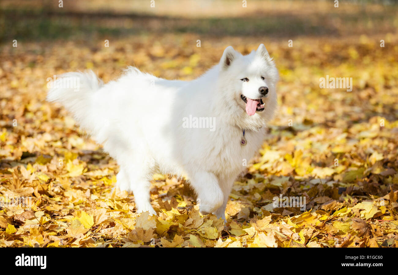 Female samoyed hi-res stock photography and images - Alamy