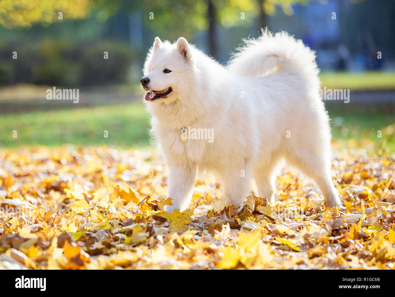 Happy samoyed hi-res stock photography and images - Alamy