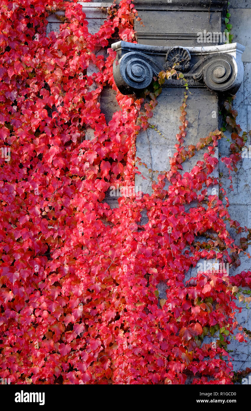 Creeper plant hi-res stock photography and images - Alamy
