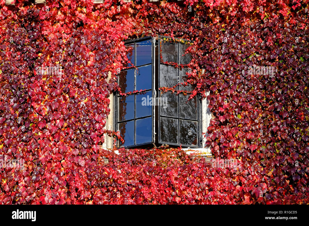 Creeper plant hi-res stock photography and images - Alamy