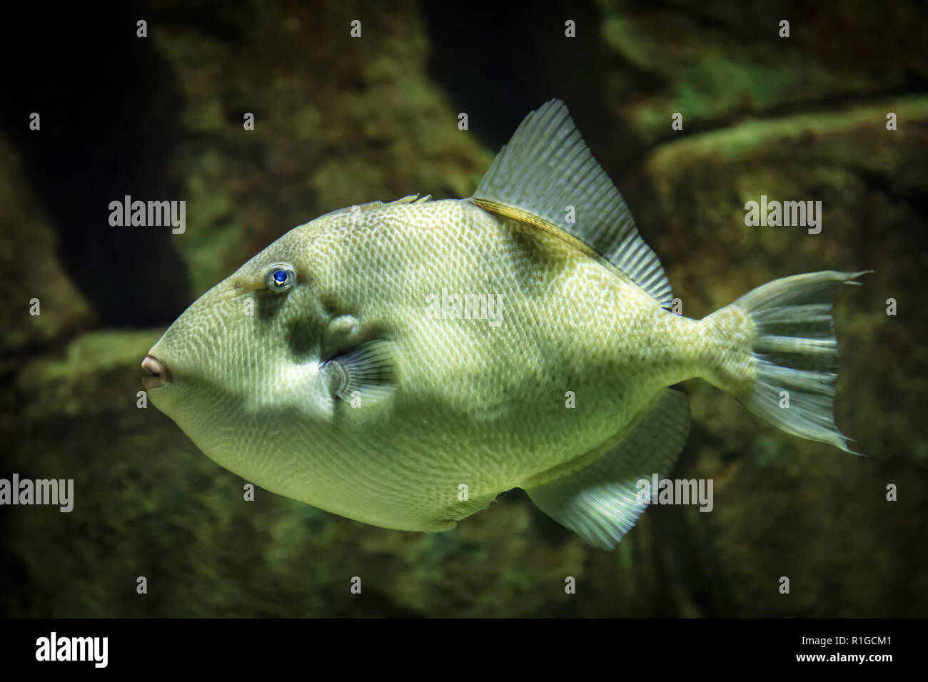 Bermuda fish coral hi-res stock photography and images - Alamy