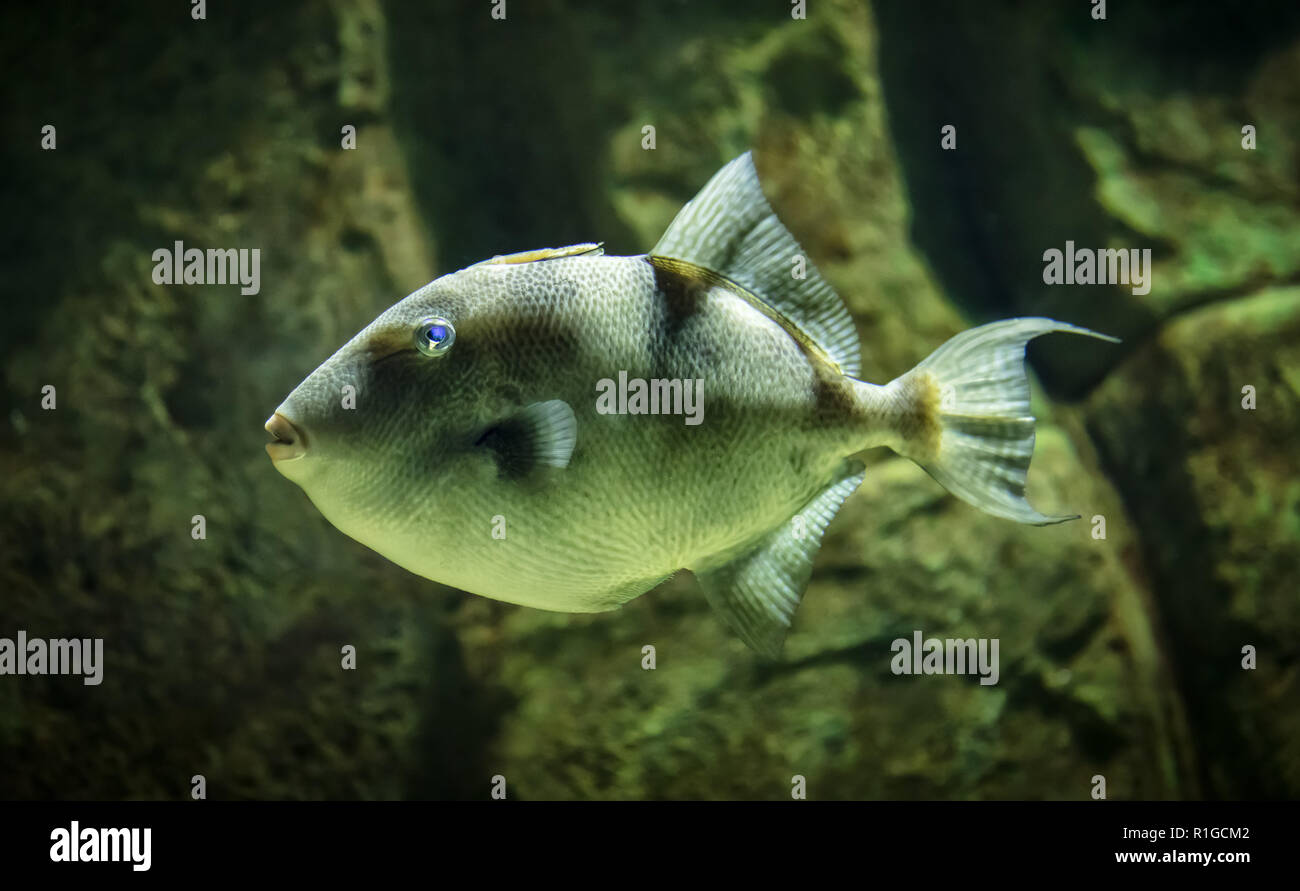 Bermuda fish coral hi-res stock photography and images - Alamy