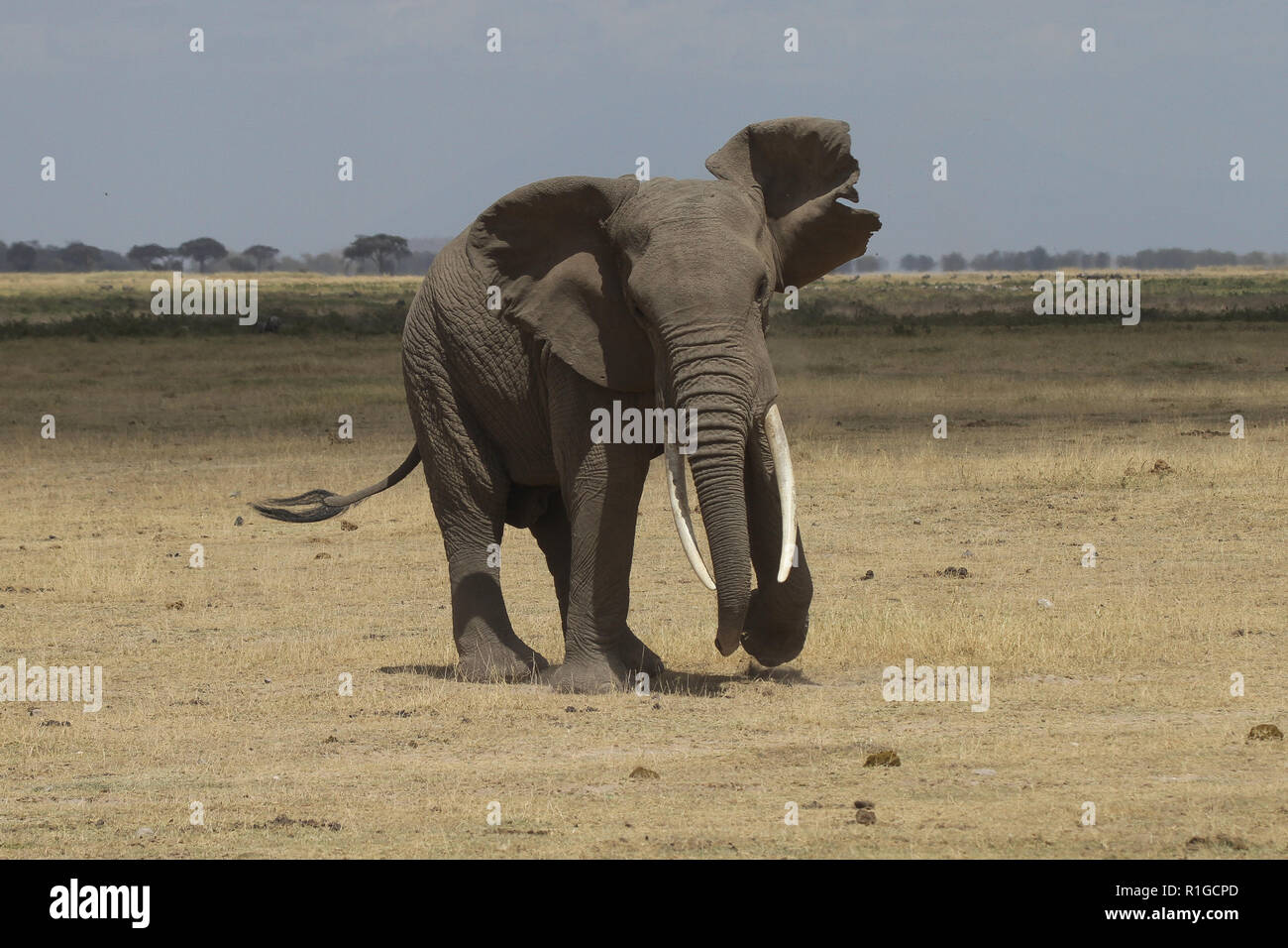 Dancing elephants hi-res stock photography and images - Alamy