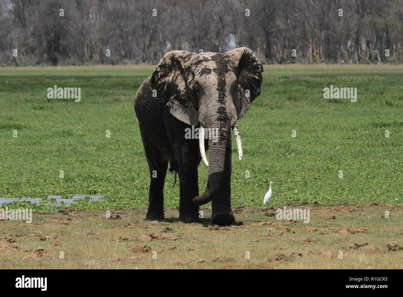 An Elephant playing in the wild Stock Photo - Alamy