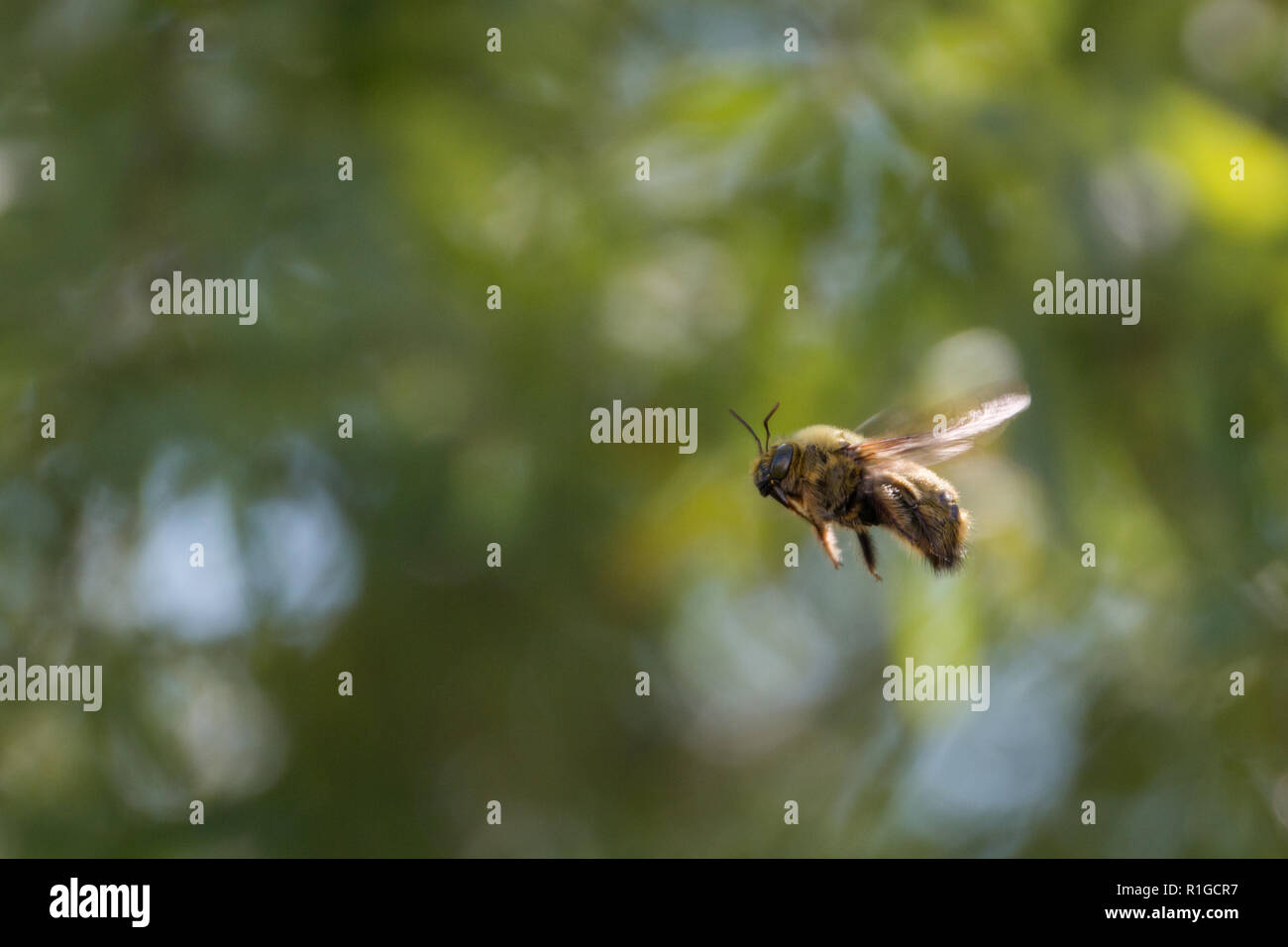 Flying garden hi-res stock photography and images - Alamy