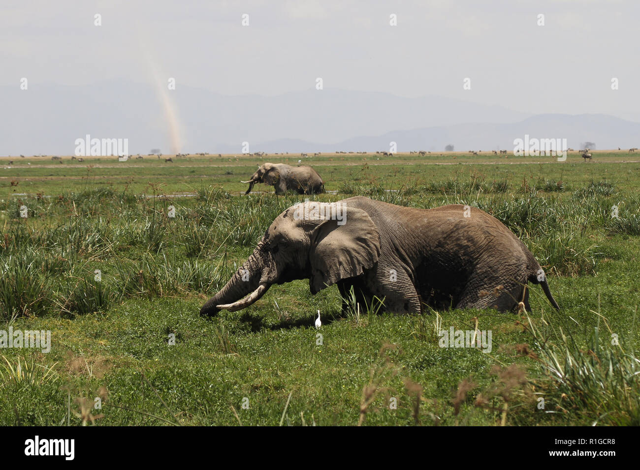 Drink water african play hi-res stock photography and images - Alamy