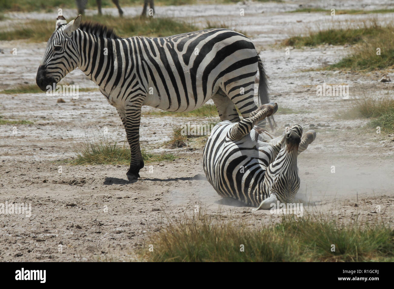 Rolling steppe land hi-res stock photography and images - Alamy