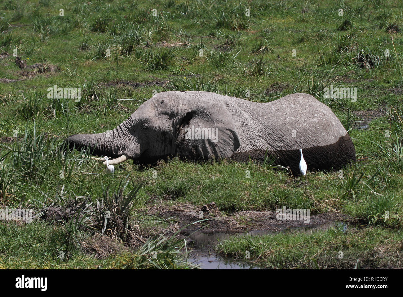 An elephnat playing in the water Stock Photo - Alamy