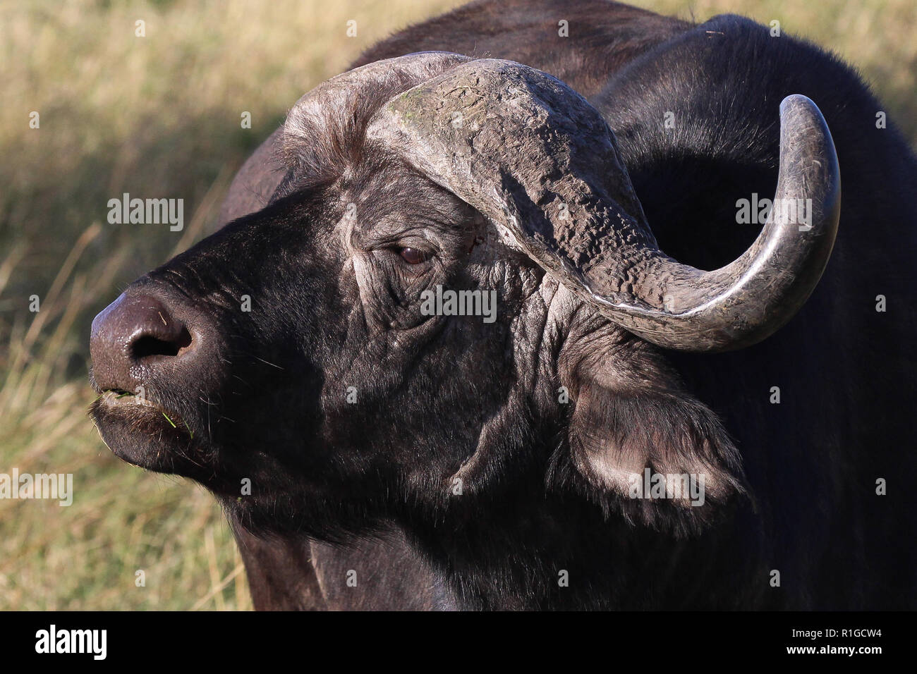 African buffalo enjoying the sun in Masai Mara Stock Photo - Alamy