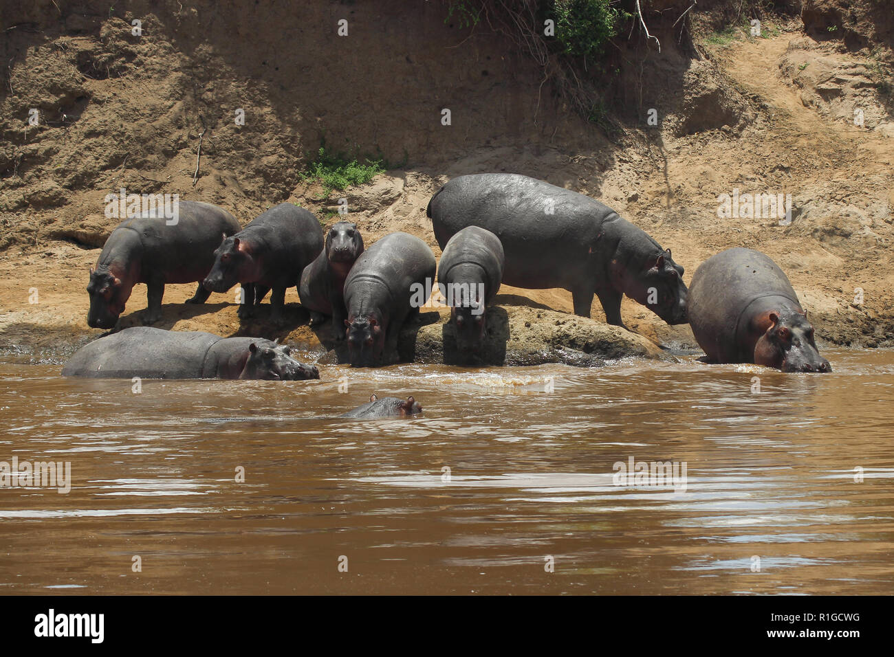 Hippo family hi-res stock photography and images - Alamy
