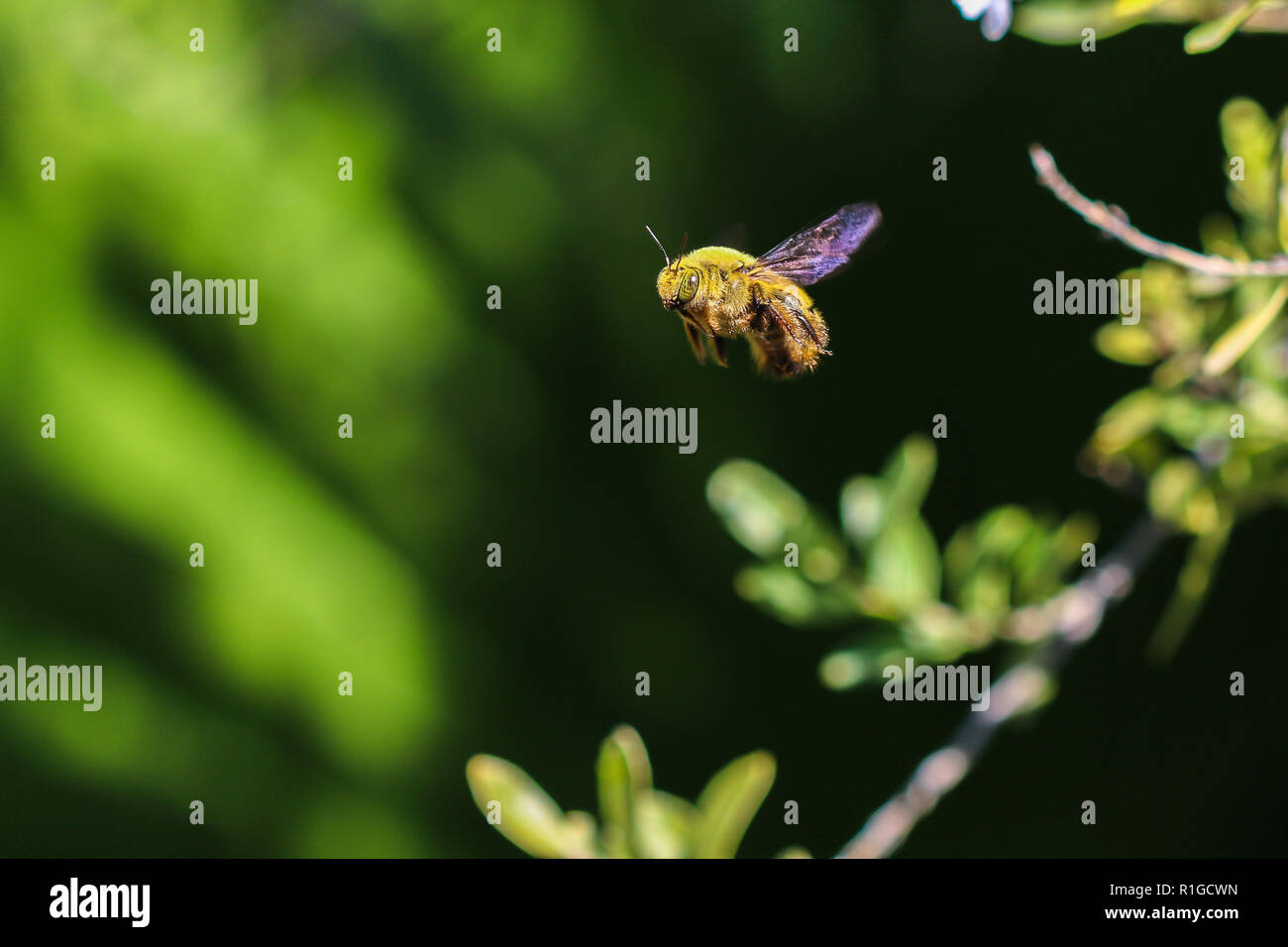 Bumble bee flying side view macro shot Stock Photo - Alamy
