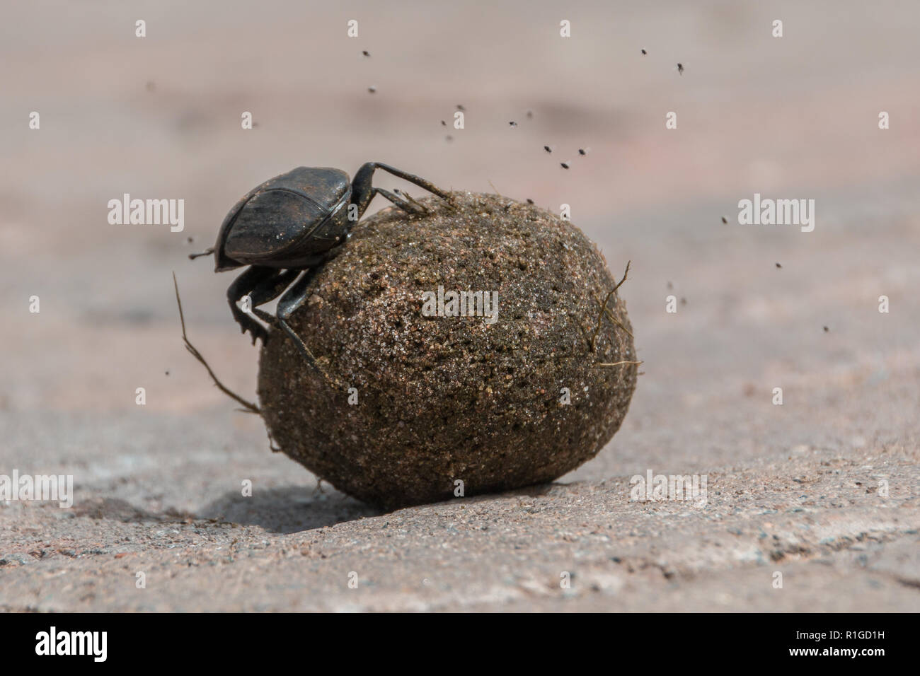 African dung beetle hi-res stock photography and images - Alamy