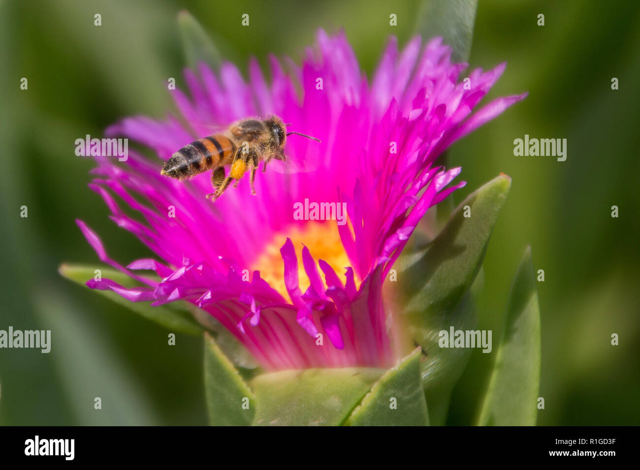 Honey bees in flight hi-res stock photography and images - Alamy