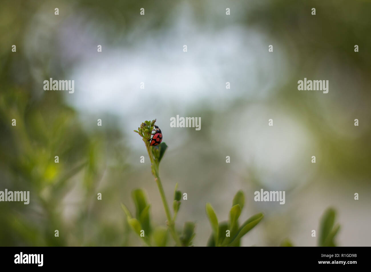 Lady bug sitting on tip of plant, standing out Stock Photo - Alamy