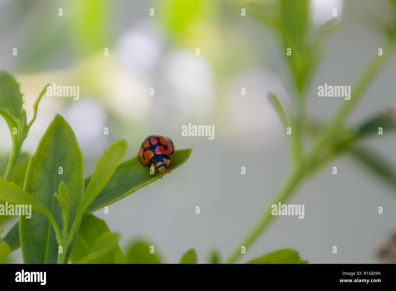 Ladybug leaf hi-res stock photography and images - Alamy