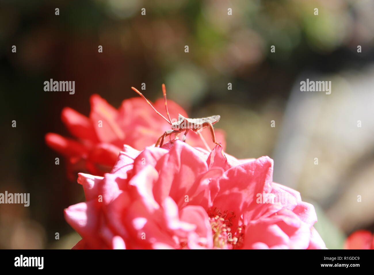 Macro photo of a Stink bug sitting on a pink rose with bright sunlight ...