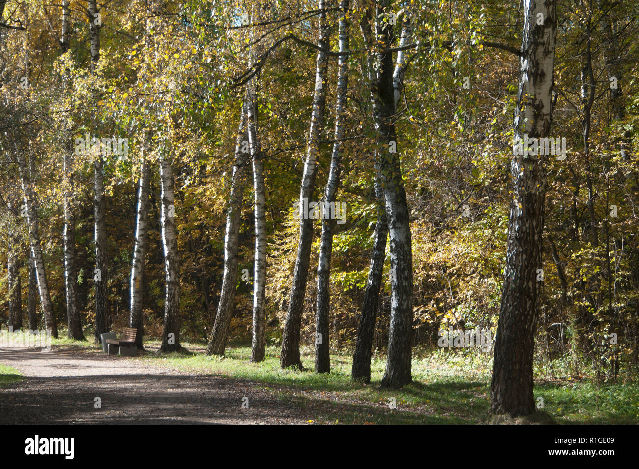 Autumn landscape in Sokolniki park in Moscow, Russia Stock Photo - Alamy