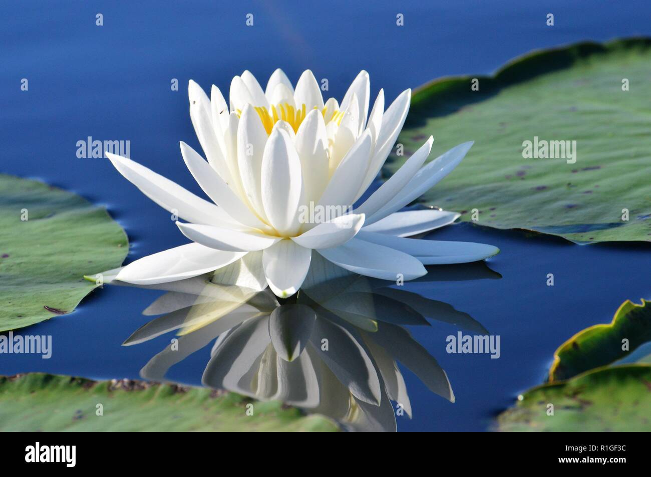 Florida swamp flower hi-res stock photography and images - Alamy