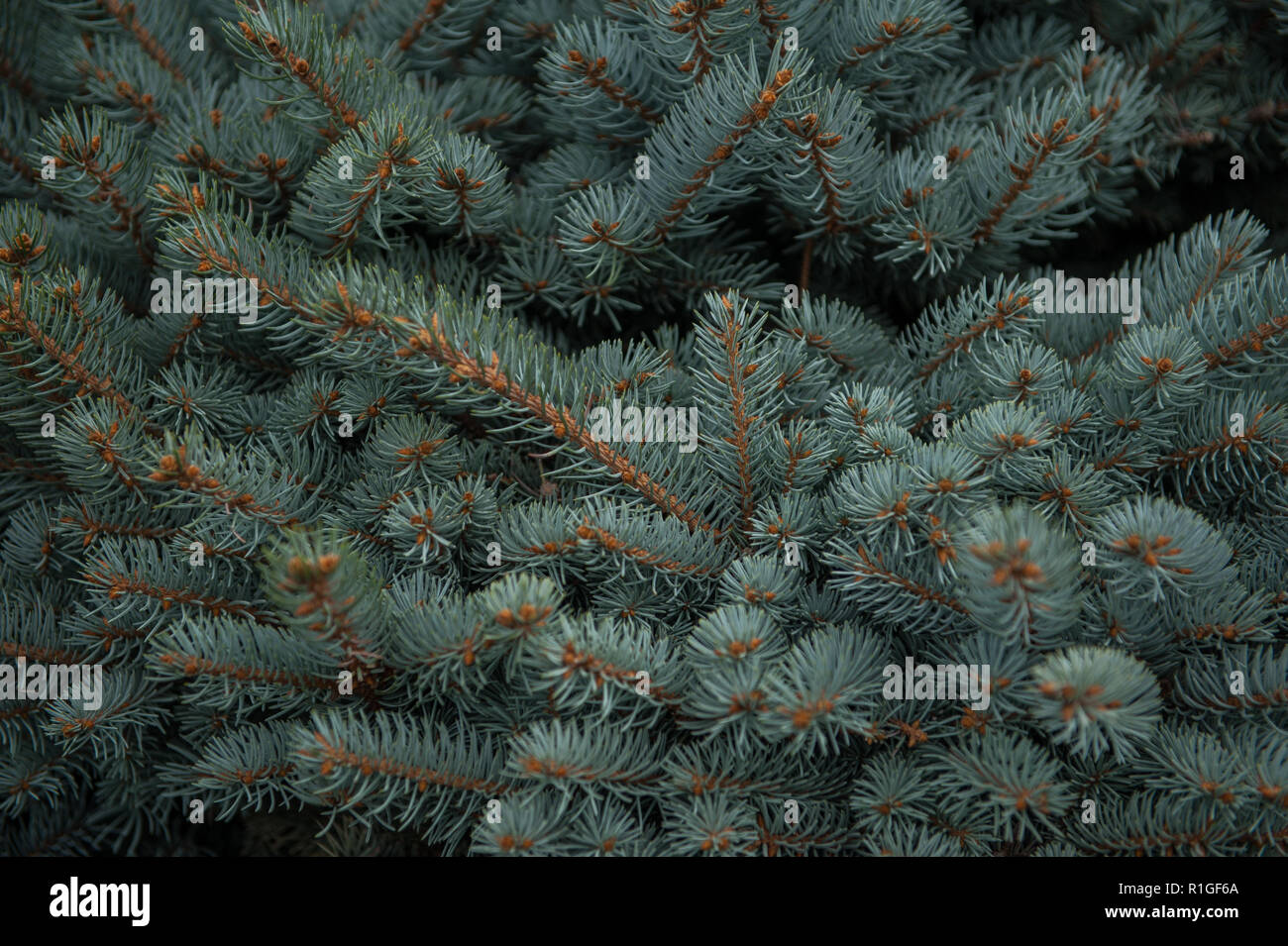 Background texture of fir tree branches Stock Photo - Alamy