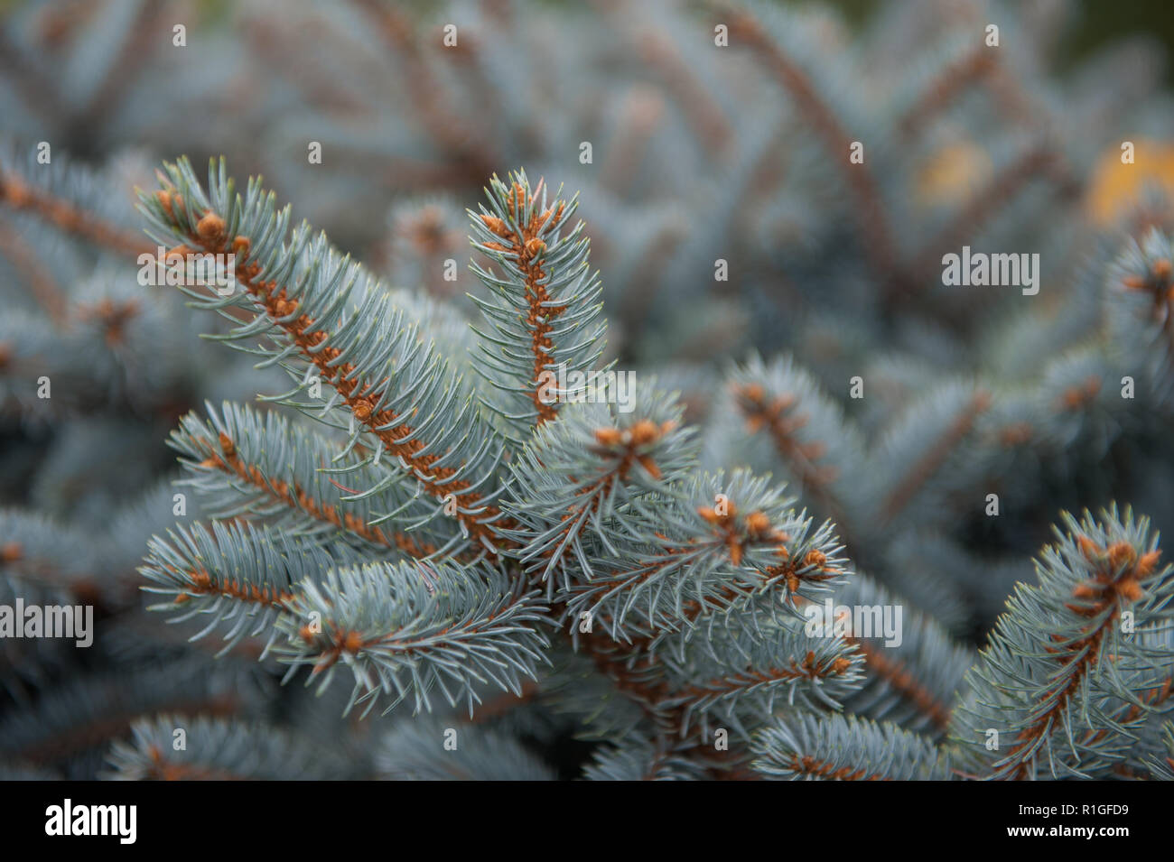 Background texture of fir tree branches Stock Photo - Alamy