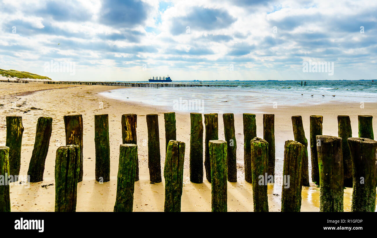 Wooden Posts of a beach erosion protection system along the beach at ...