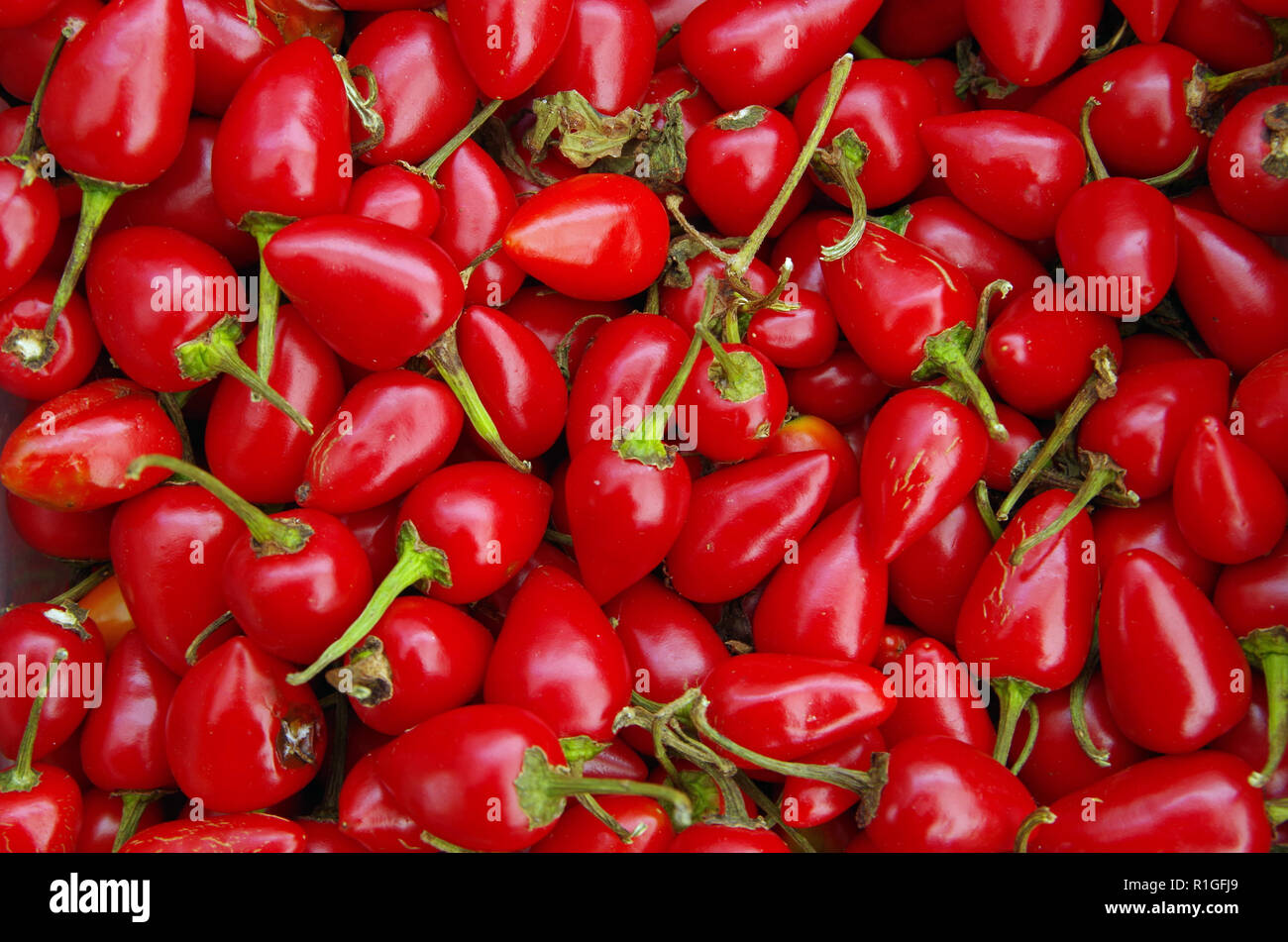 Cascabel chili hi-res stock photography and images - Alamy