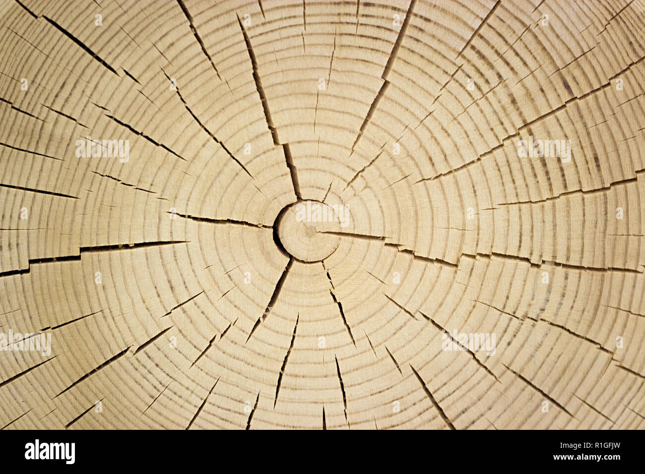 Wodden log end face with year rings Stock Photo - Alamy