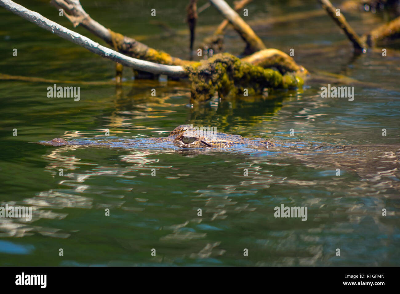Crocodylus acutus enriquillo hi-res stock photography and images - Alamy