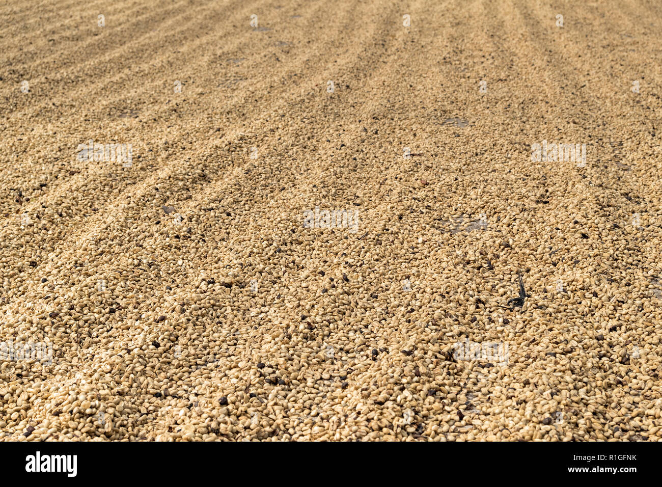 Sun drying grains hi-res stock photography and images - Alamy