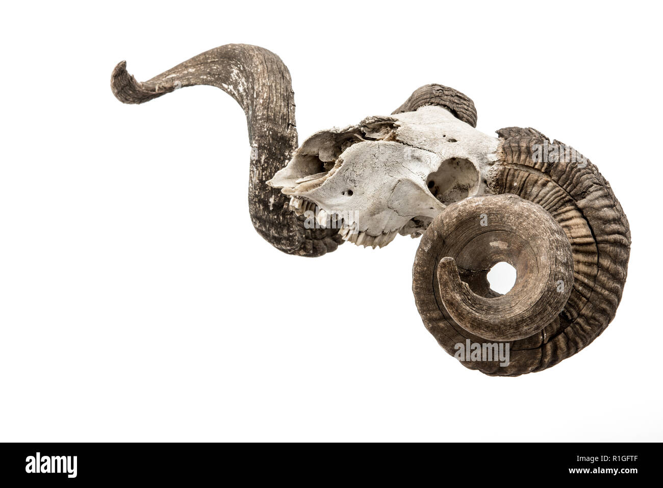 Old animal ram skull isolated on a white background Stock Photo - Alamy