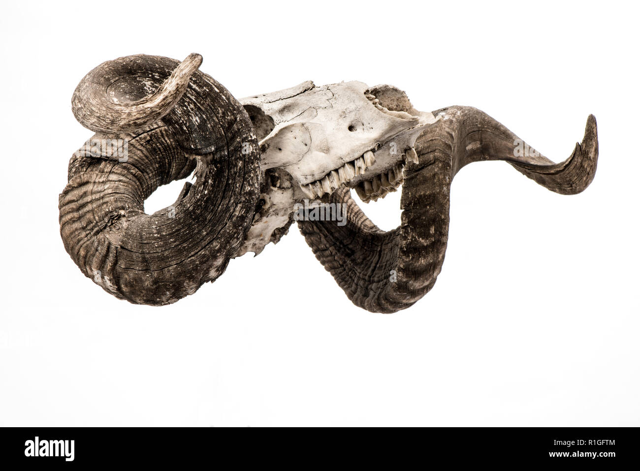 Animal jaw bones hi-res stock photography and images - Alamy