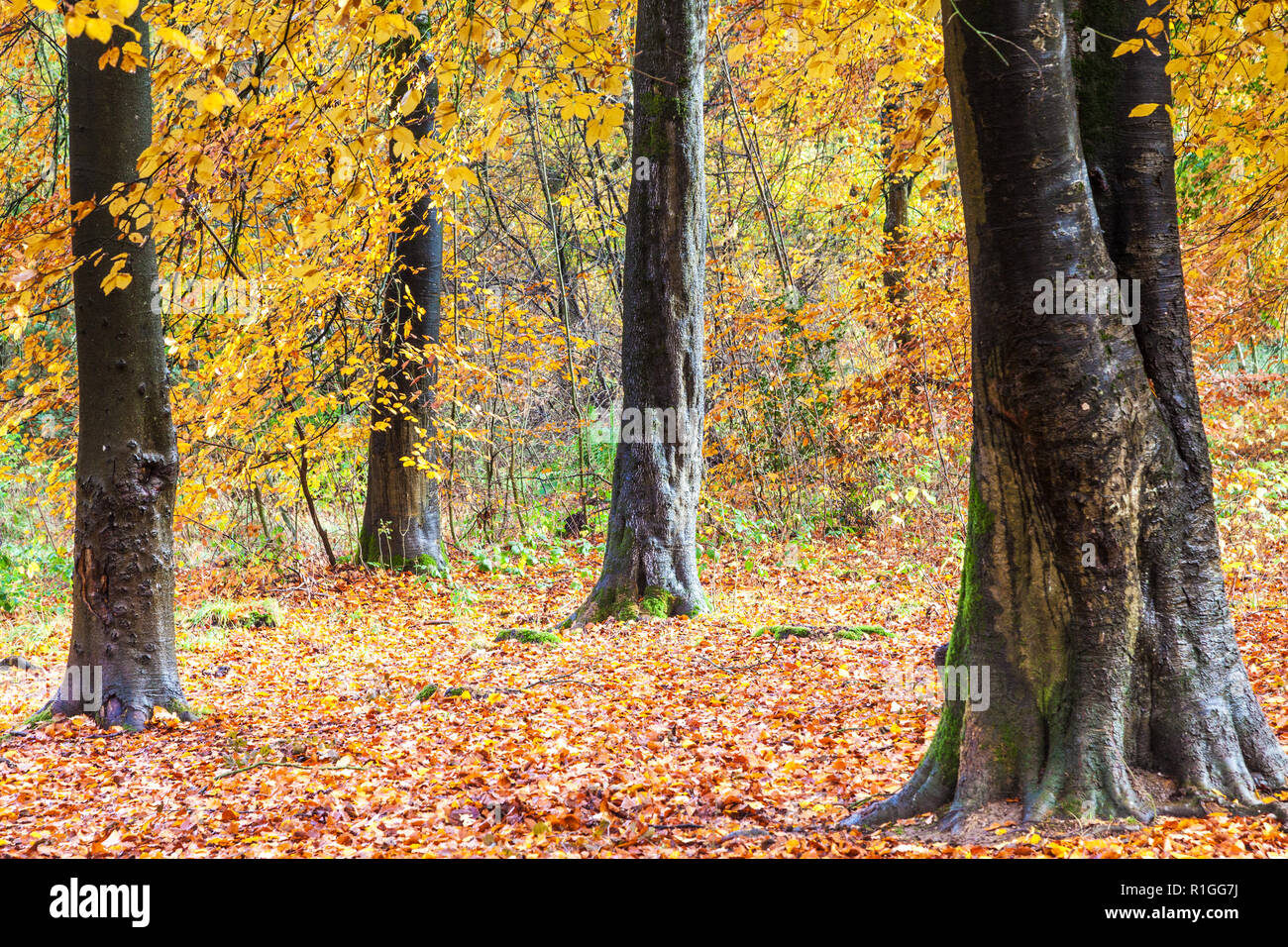 Autumn in the Savernake Forest in Wiltshire Stock Photo - Alamy