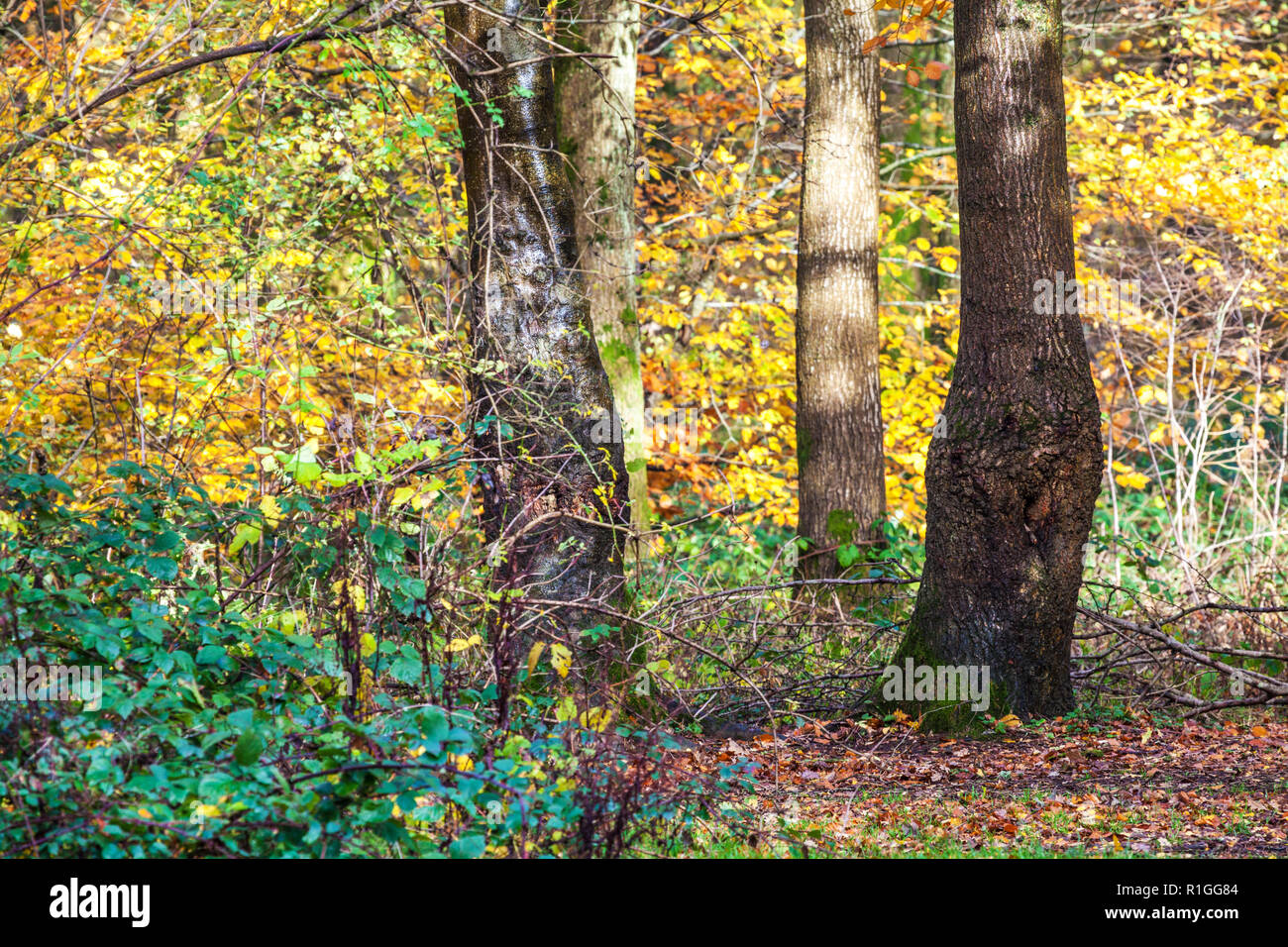 Autumn in the Savernake Forest in Wiltshire Stock Photo - Alamy