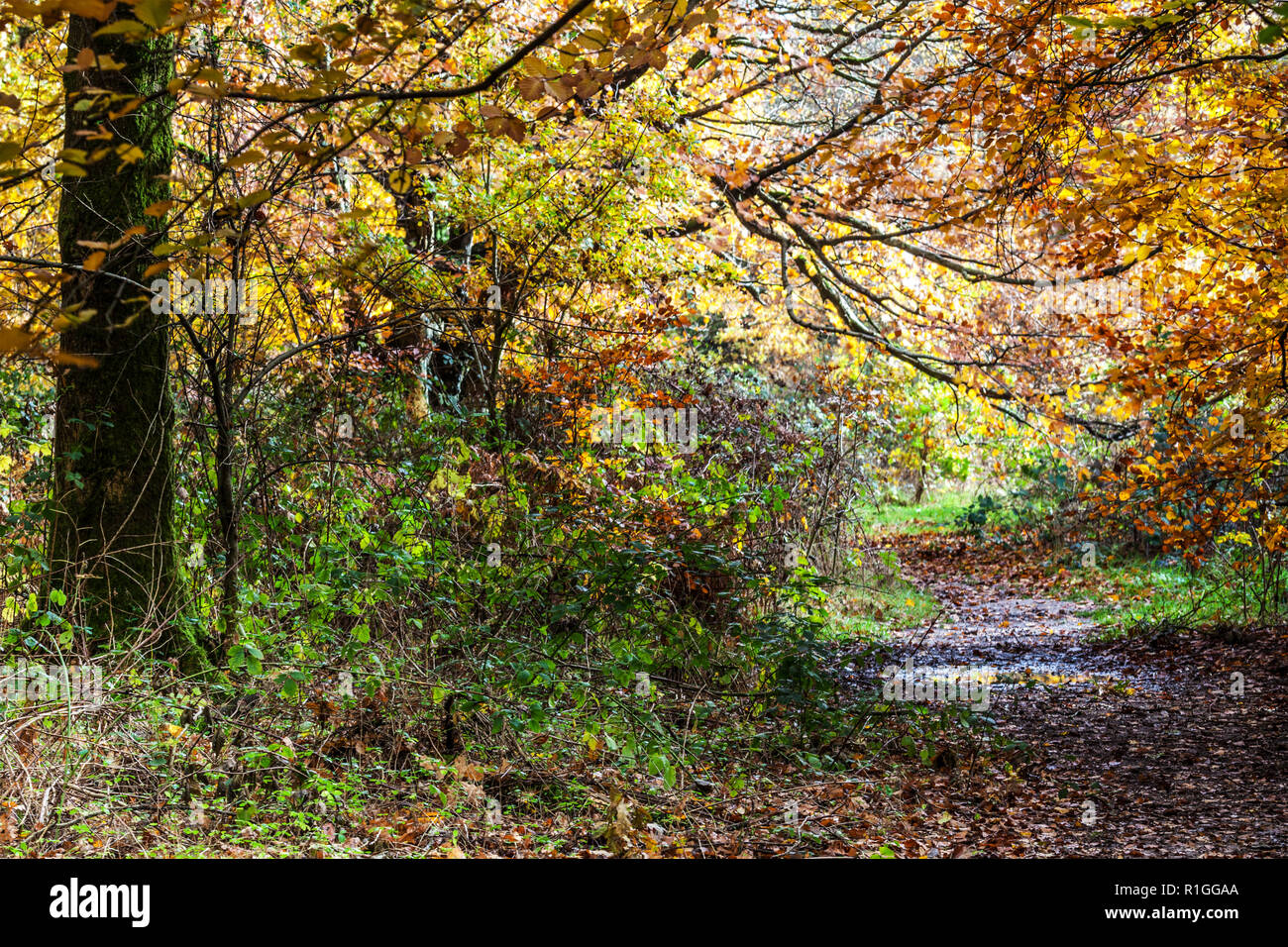 Savernake path hi-res stock photography and images - Alamy