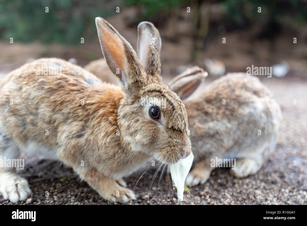 Okunoshima rabbit island hi-res stock photography and images - Alamy