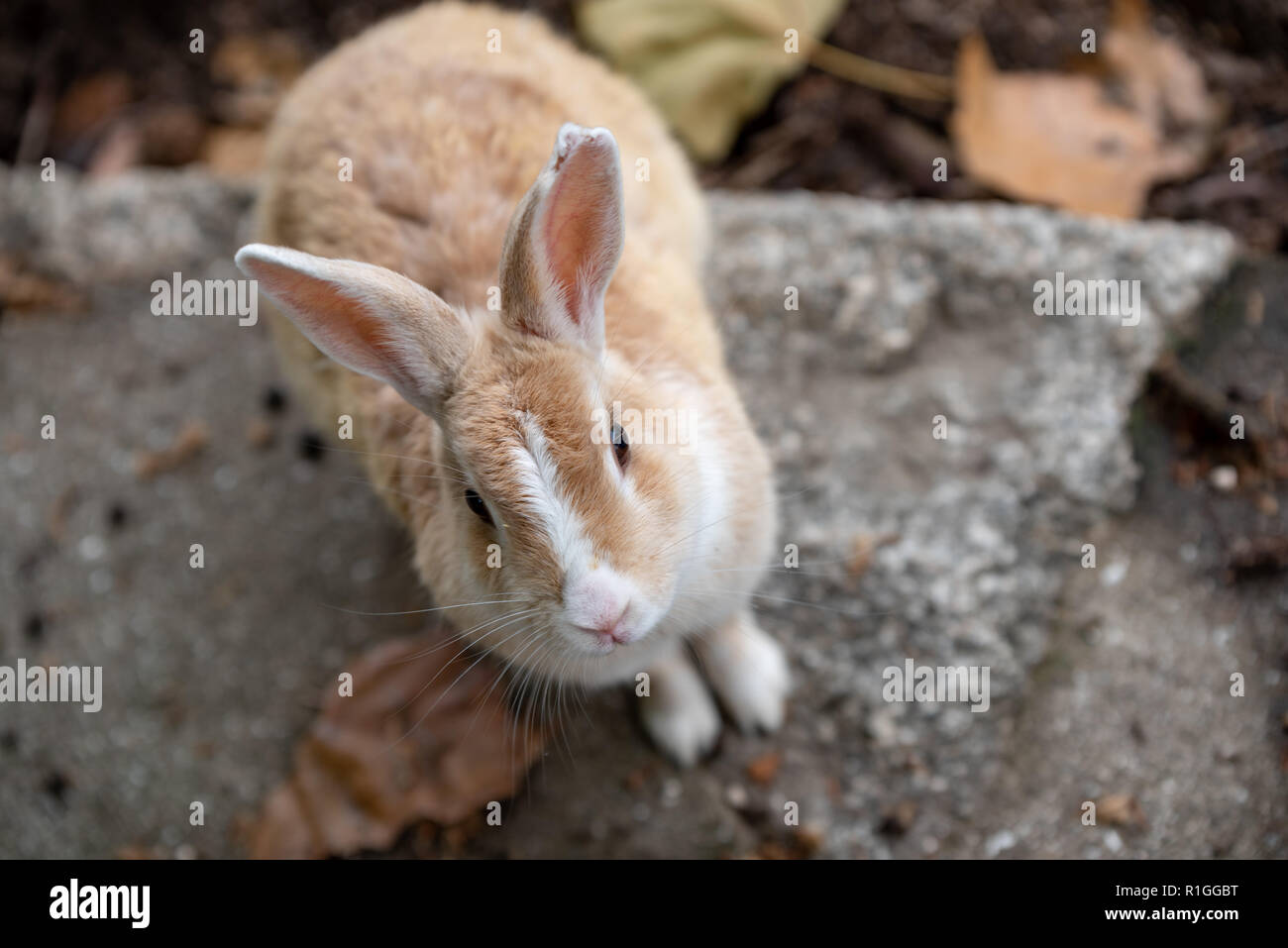 Rabbit Island in Hiroshima Prefecture of Japan Stock Photo - Alamy