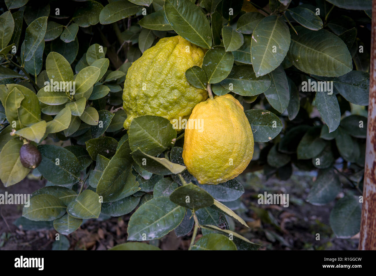 Big Citron lemon on branch of hyrid lemon tree Stock Photo - Alamy