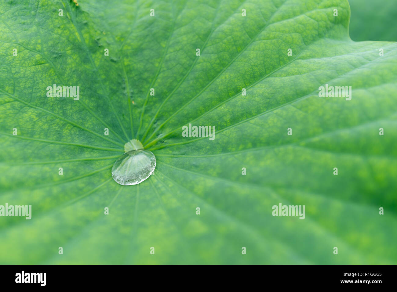 Drop of water on lotus leave Stock Photo - Alamy