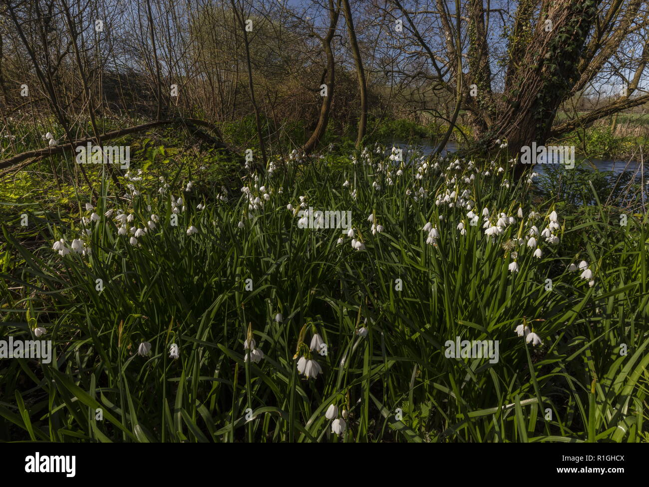 Native Summer Snowflake, Leucojum aestivum ssp. aestivum, in the Piddle ...