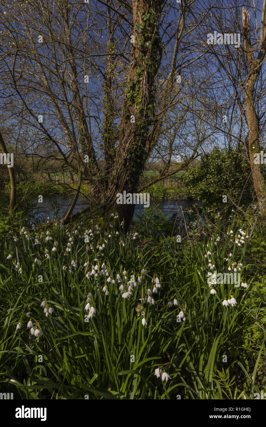 Native Summer Snowflake, Leucojum aestivum ssp. aestivum, in the Piddle ...