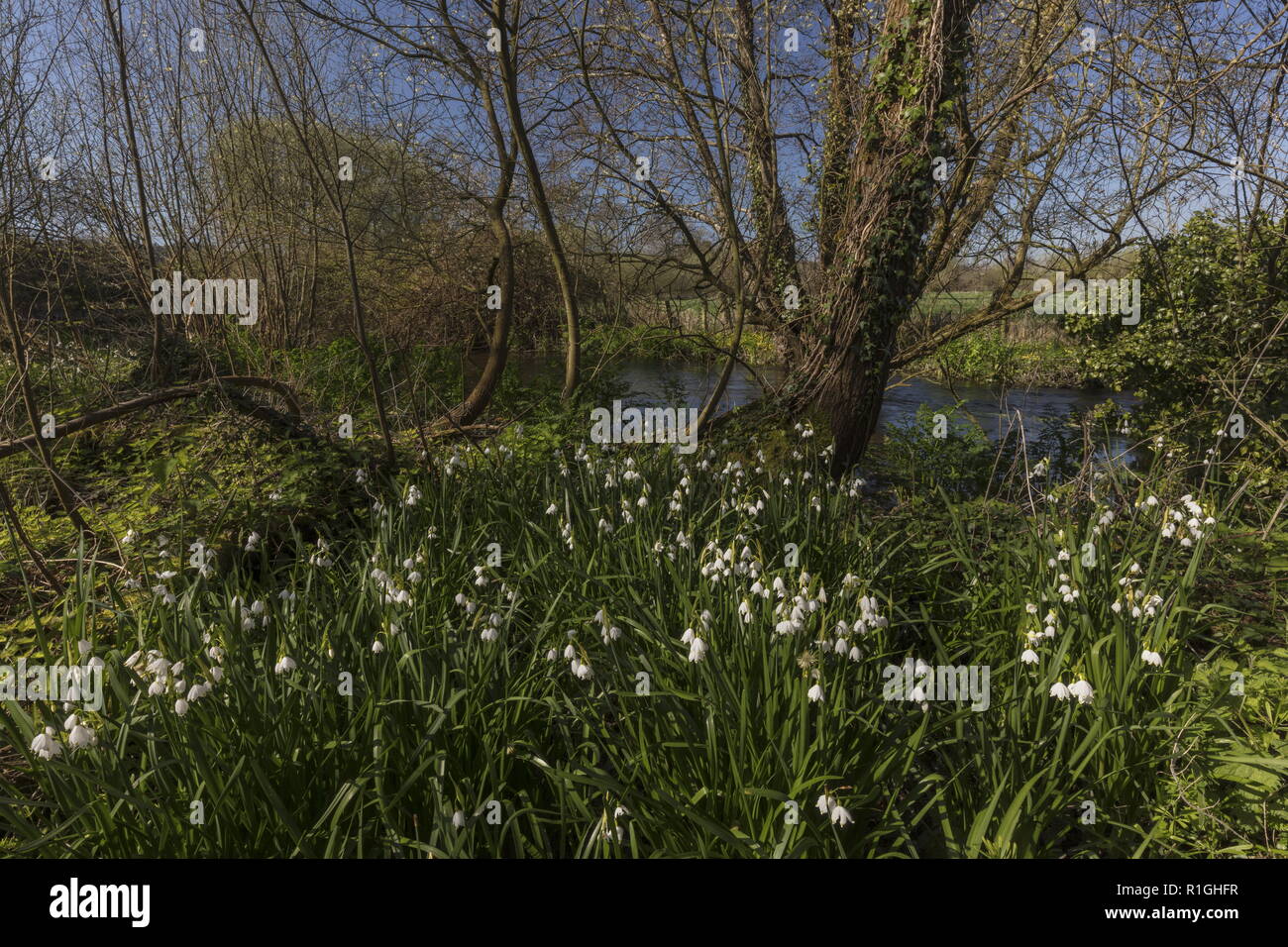 Native Summer Snowflake, Leucojum aestivum ssp. aestivum, in the Piddle ...