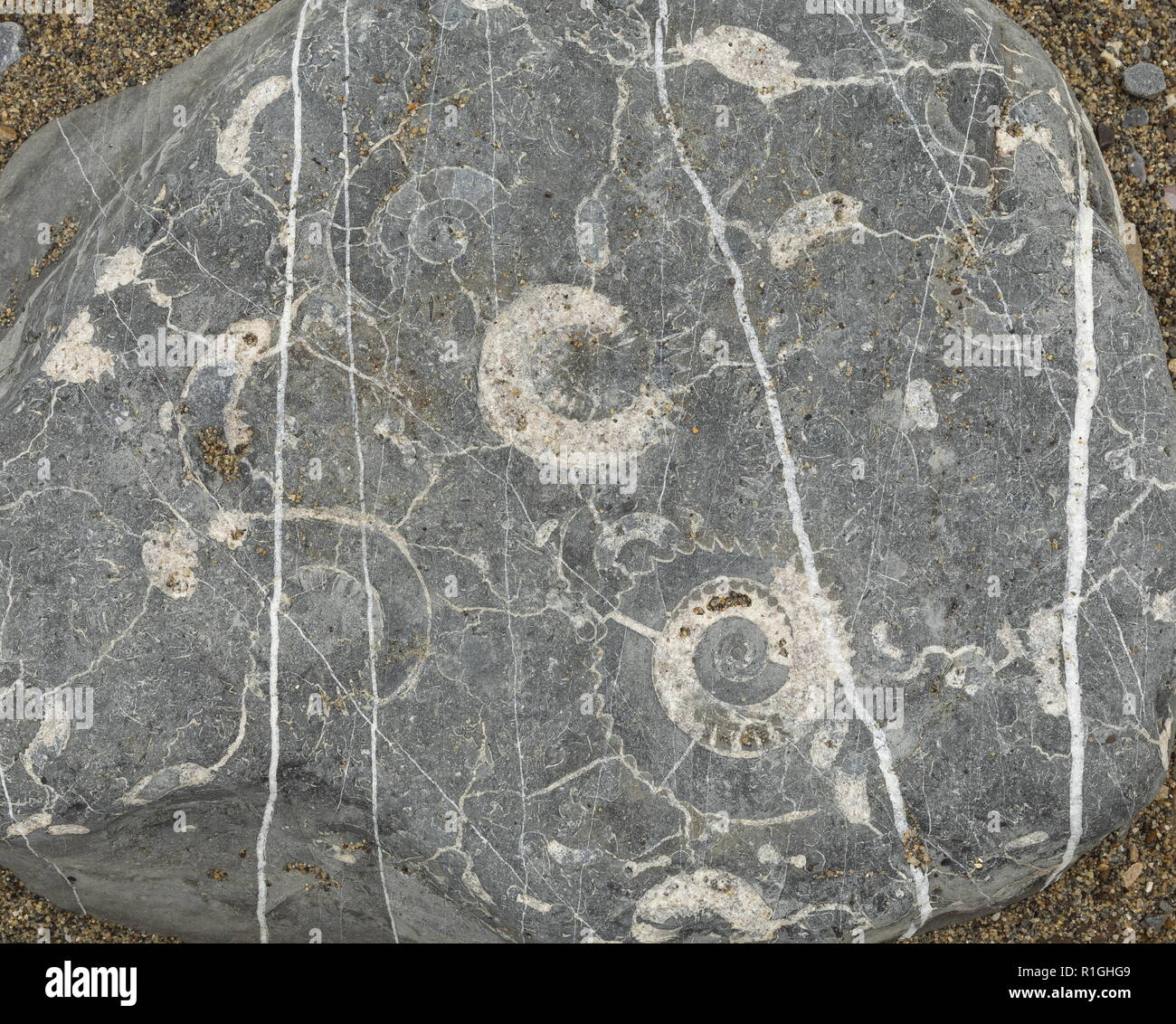 Water-worn fossiliferous lias rock, on the beach at Lyme Regis, Dorset ...