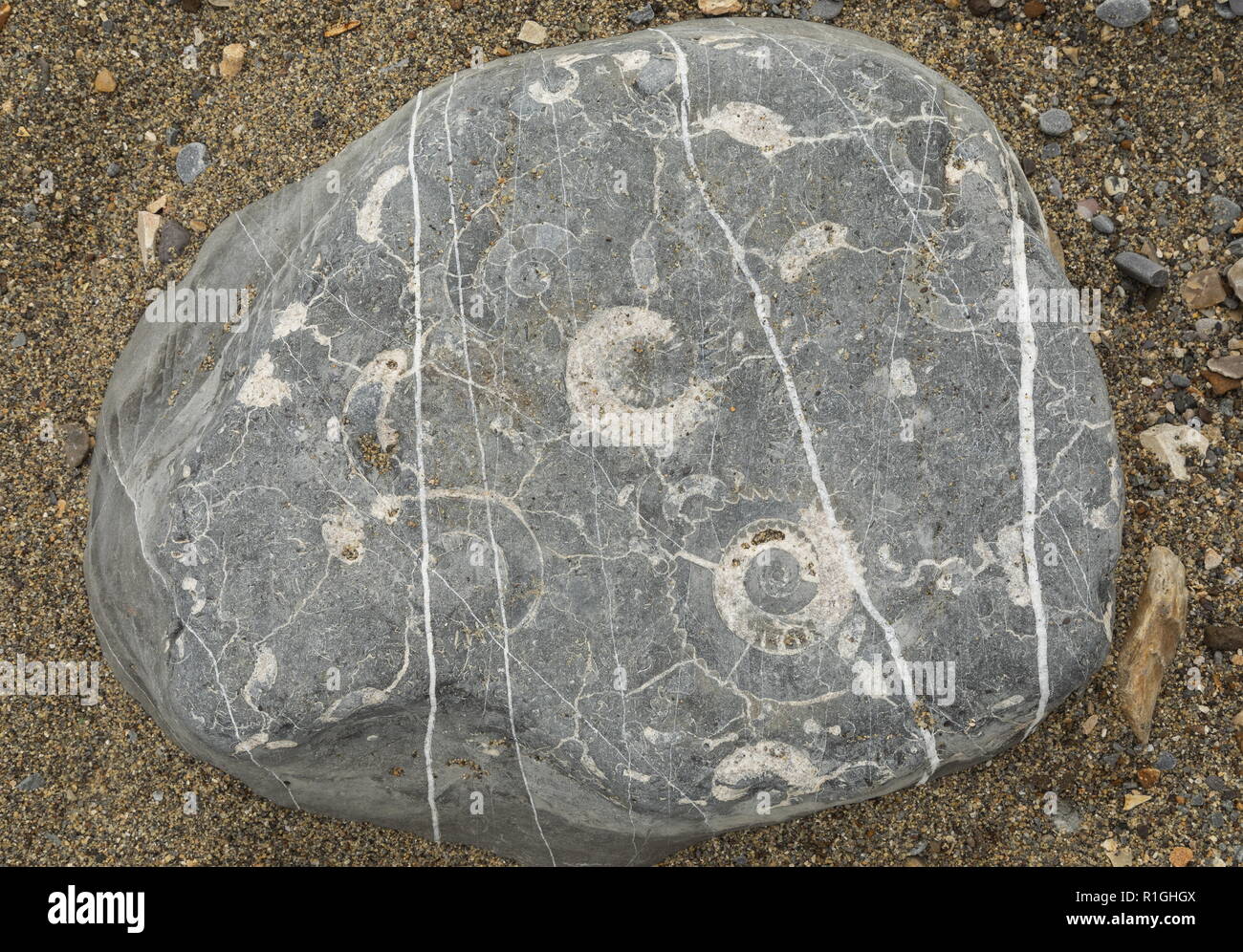 Rock fossils hi-res stock photography and images - Alamy