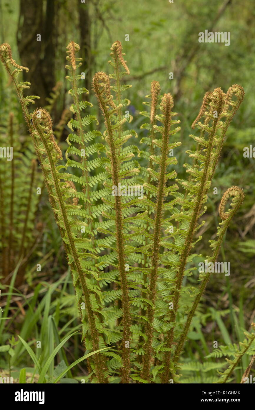 Unfolding High Resolution Stock Photography and Images - Alamy