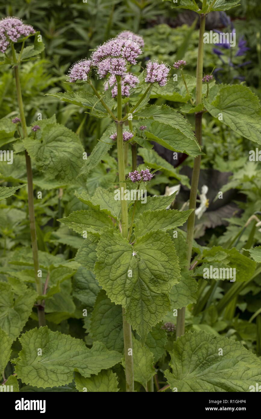Valerian flower in nature hi-res stock photography and images - Alamy